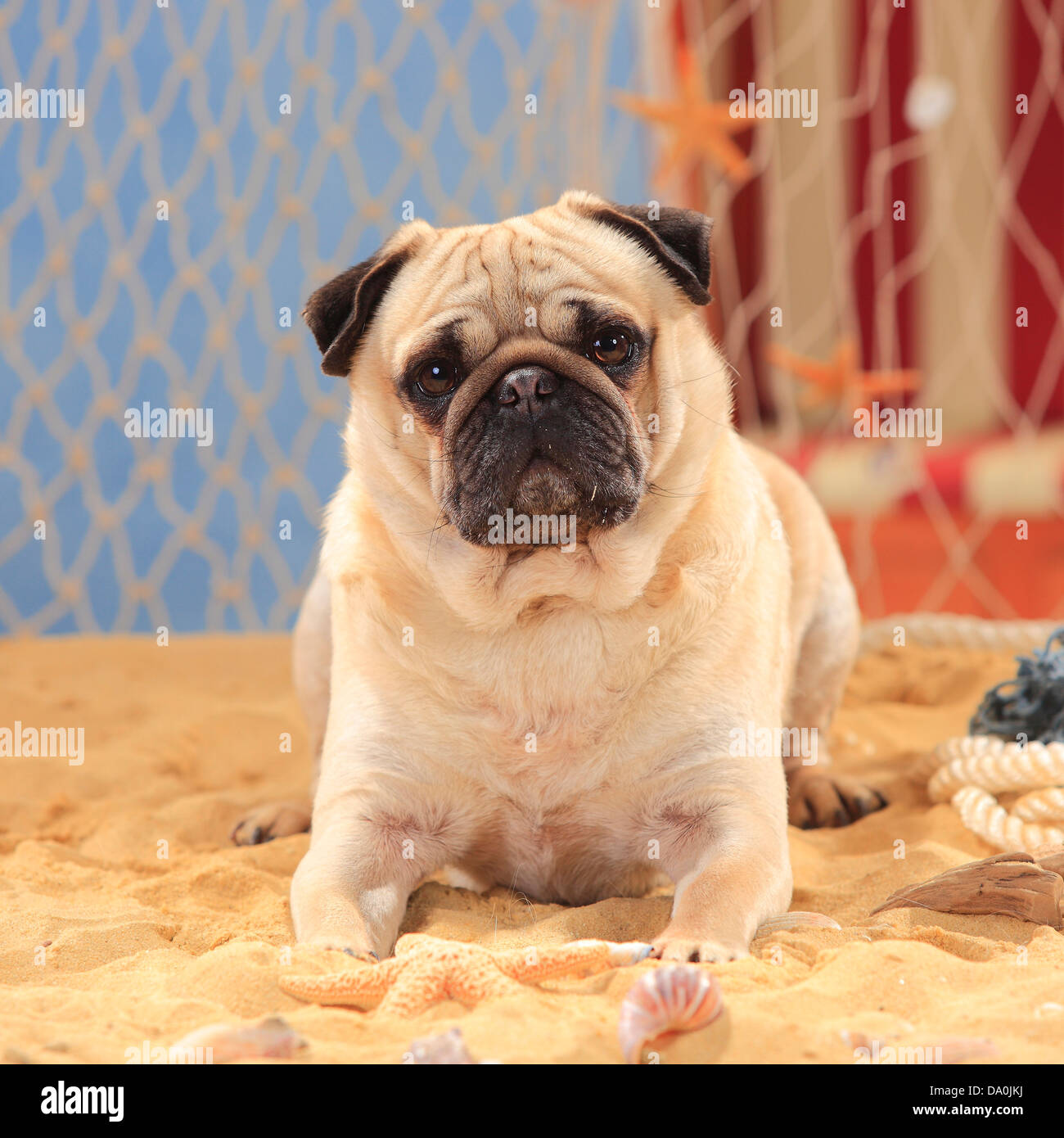 Pug |Mops, Ruede Stock Photo - Alamy