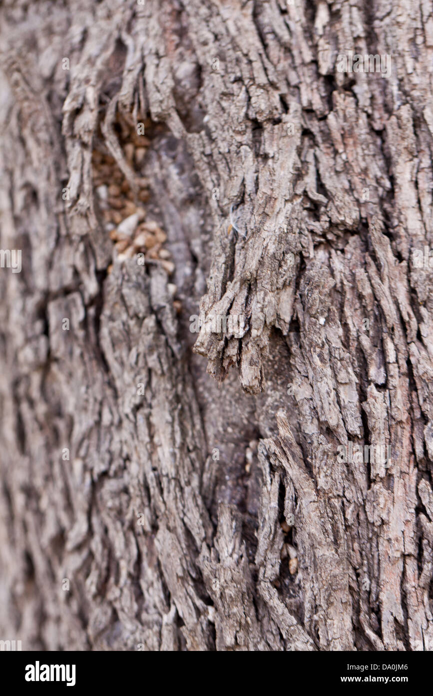 natural background texture material outdoor old abstract Stock Photo ...