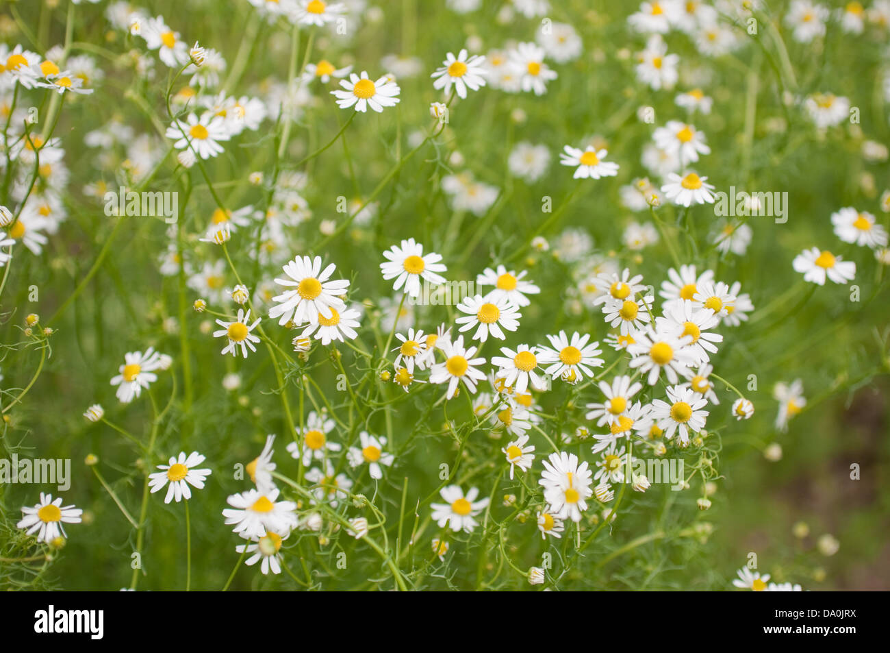 Group of camomile flowers in the nature Stock Photo - Alamy