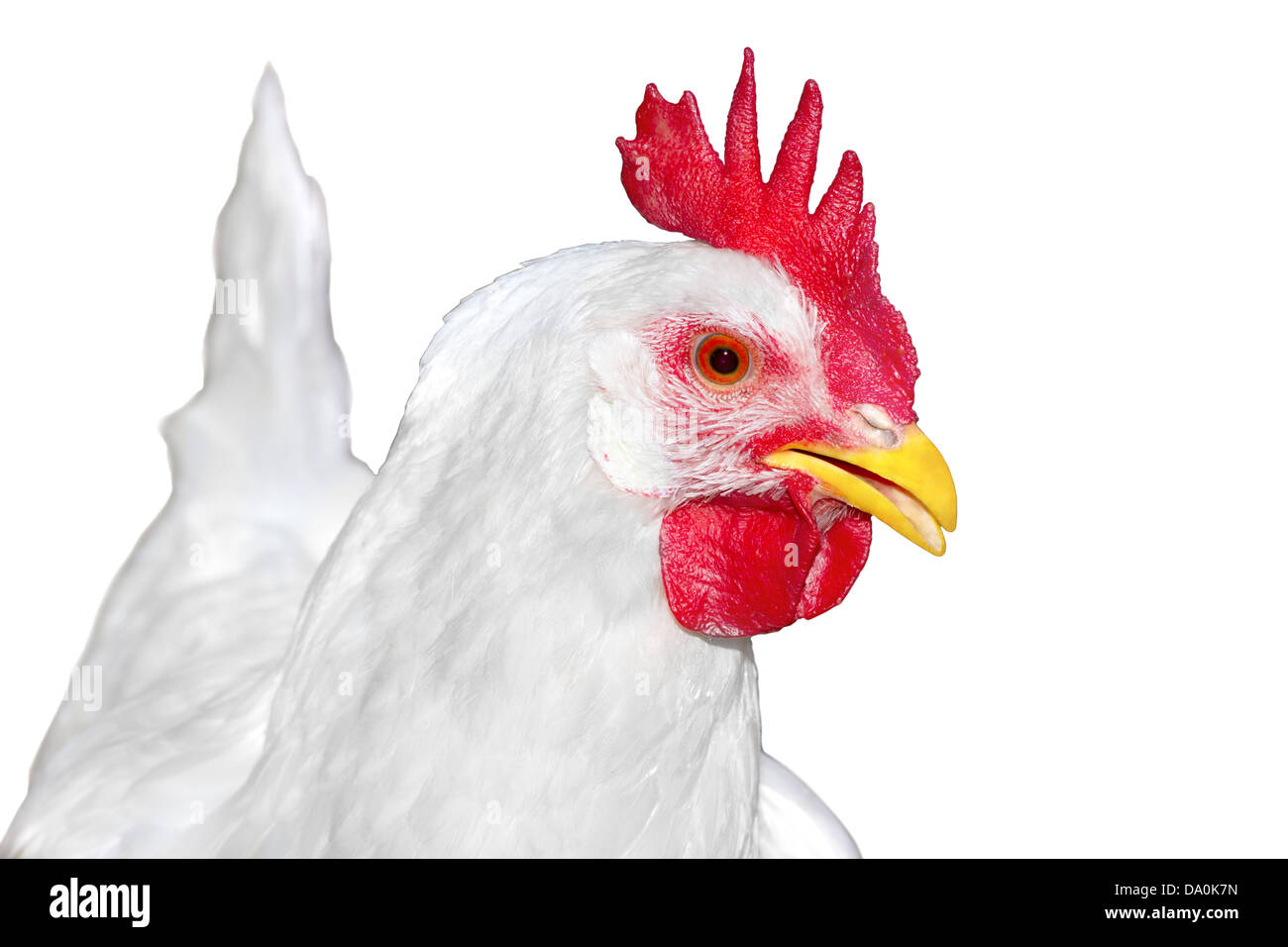 image of a white chicken poultry Stock Photo - Alamy