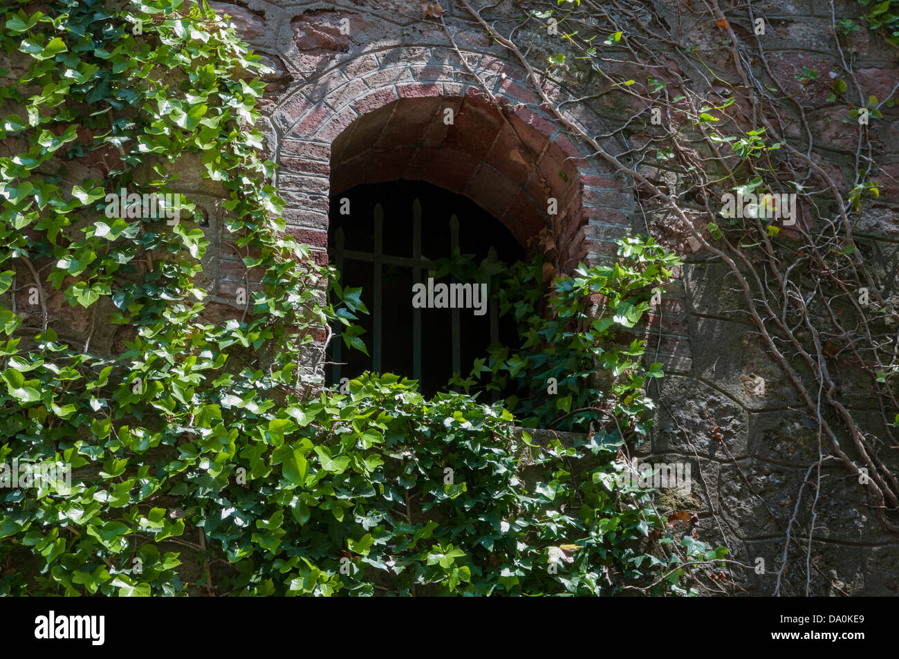 barred window full of grass Stock Photo - Alamy