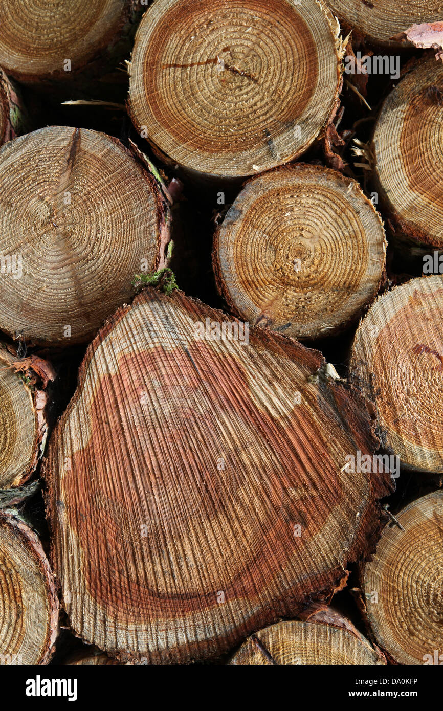 Tree life rings hi-res stock photography and images - Alamy