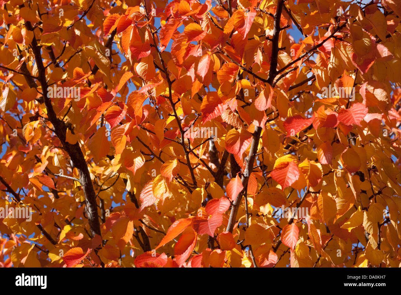 leaves on a tree Stock Photo - Alamy