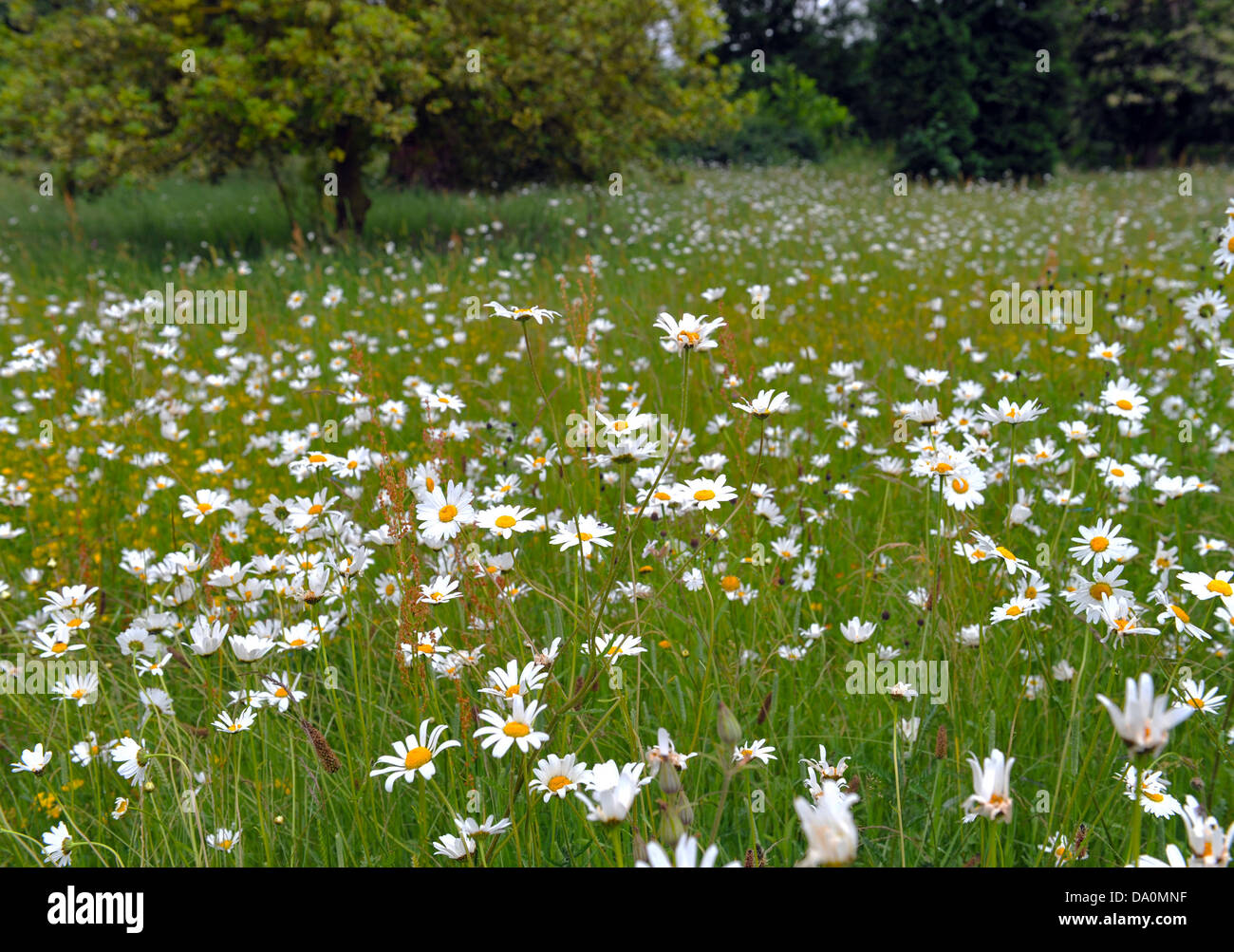 Insect wild flower hi-res stock photography and images - Alamy