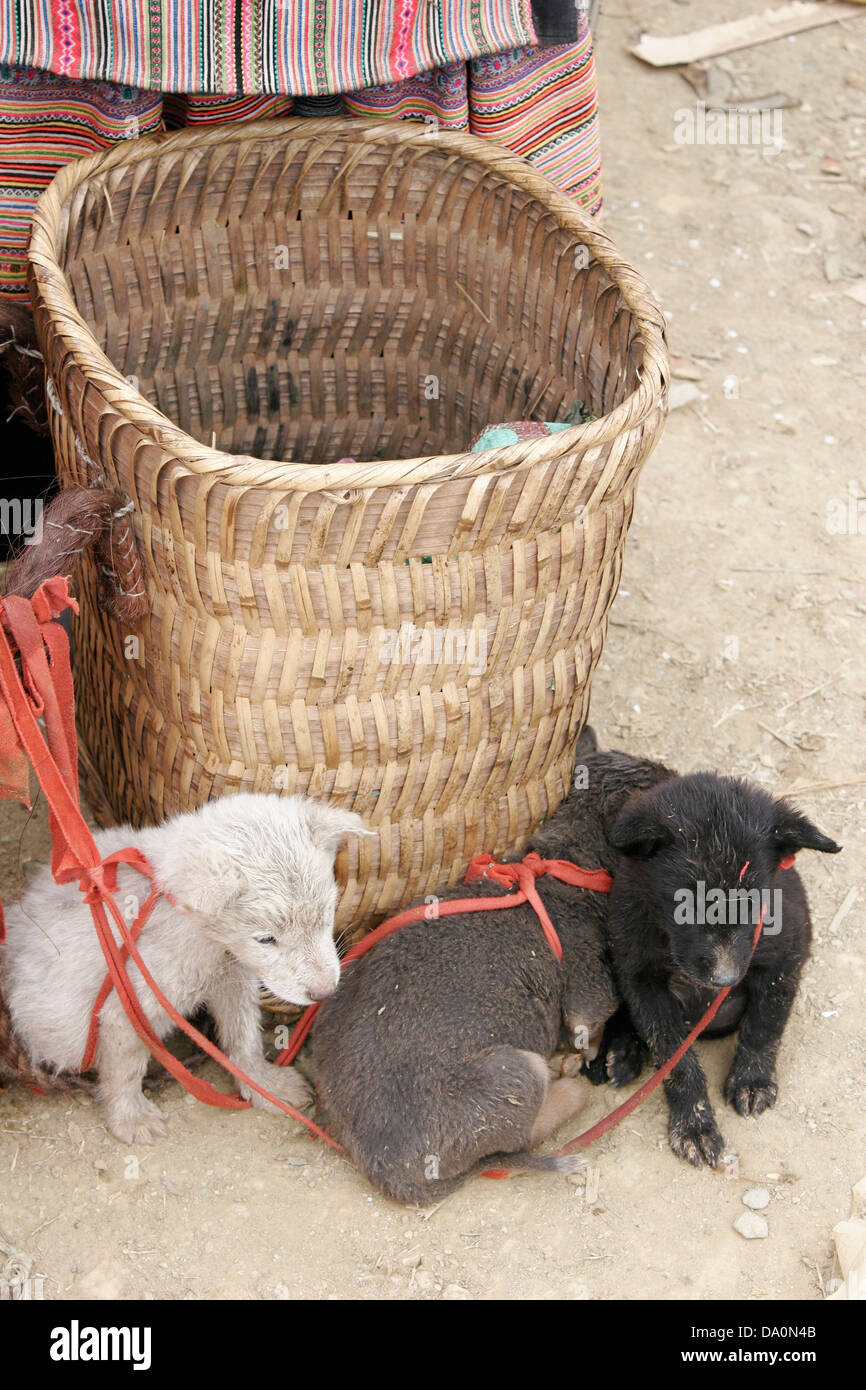 Vietnam bac ha dog in hi-res stock photography and images - Alamy