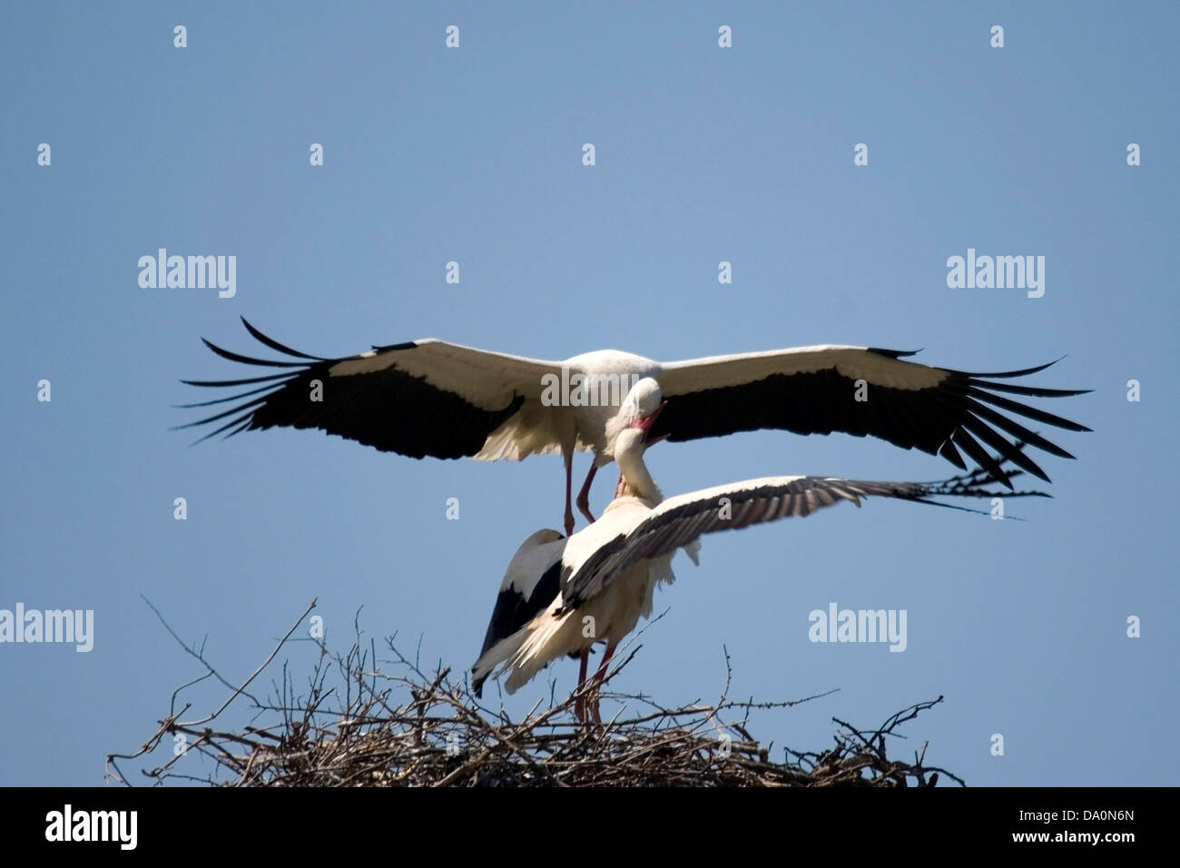 Female White Stork defends her nest and young from attacking male Stork ...