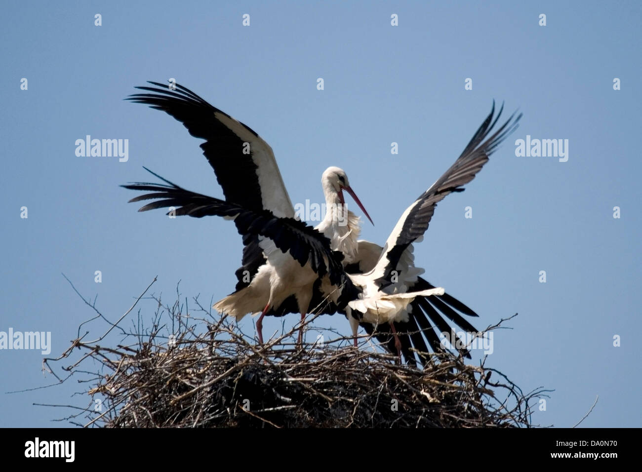 Female White Stork defends her nest and young from attacking male Stork ...