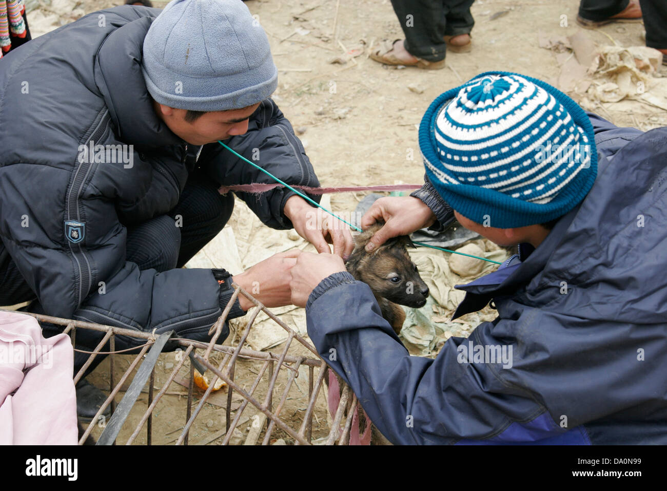 Vietnam bac ha dog in hi-res stock photography and images - Alamy