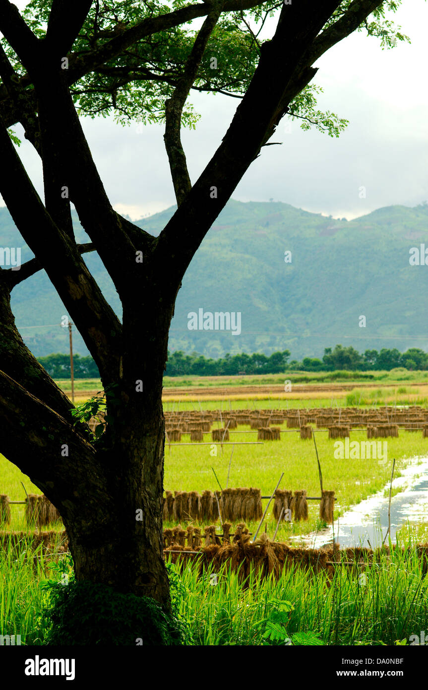 Rice fiels outside Nyaungshwe Stock Photo - Alamy