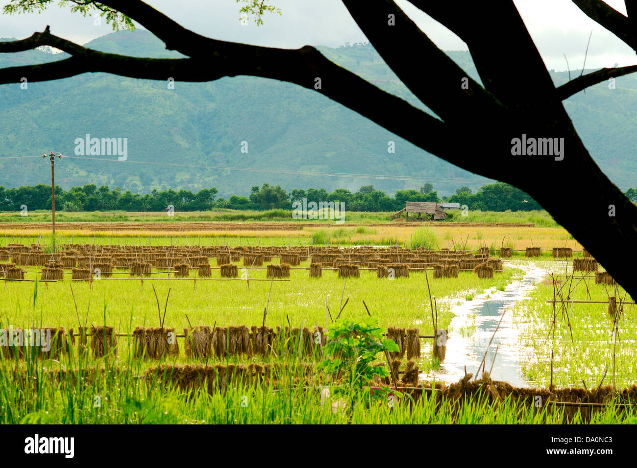 Rice fiels hi-res stock photography and images - Alamy