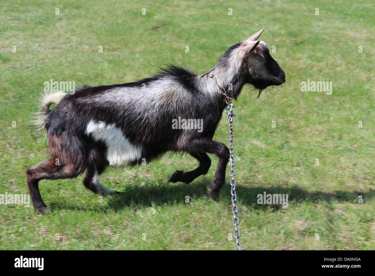 Goat running hi-res stock photography and images - Alamy