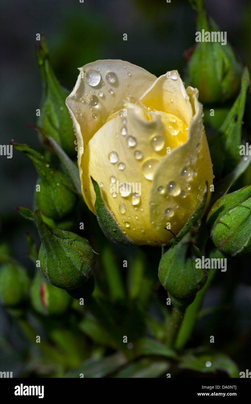 Yellow patio rose after rain Stock Photo - Alamy