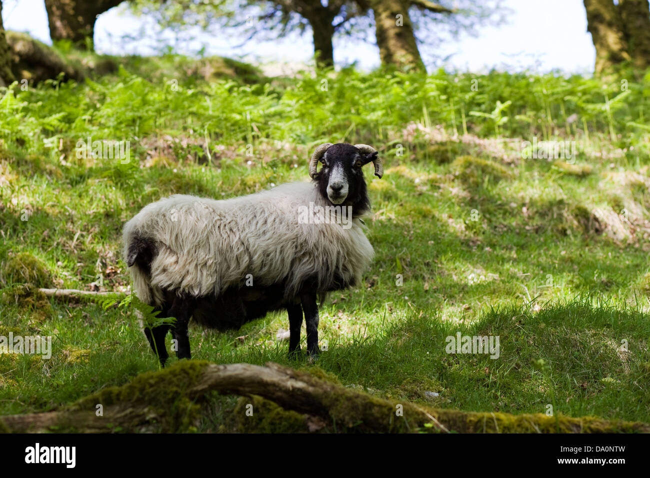 Banks of the lower dart hi-res stock photography and images - Alamy