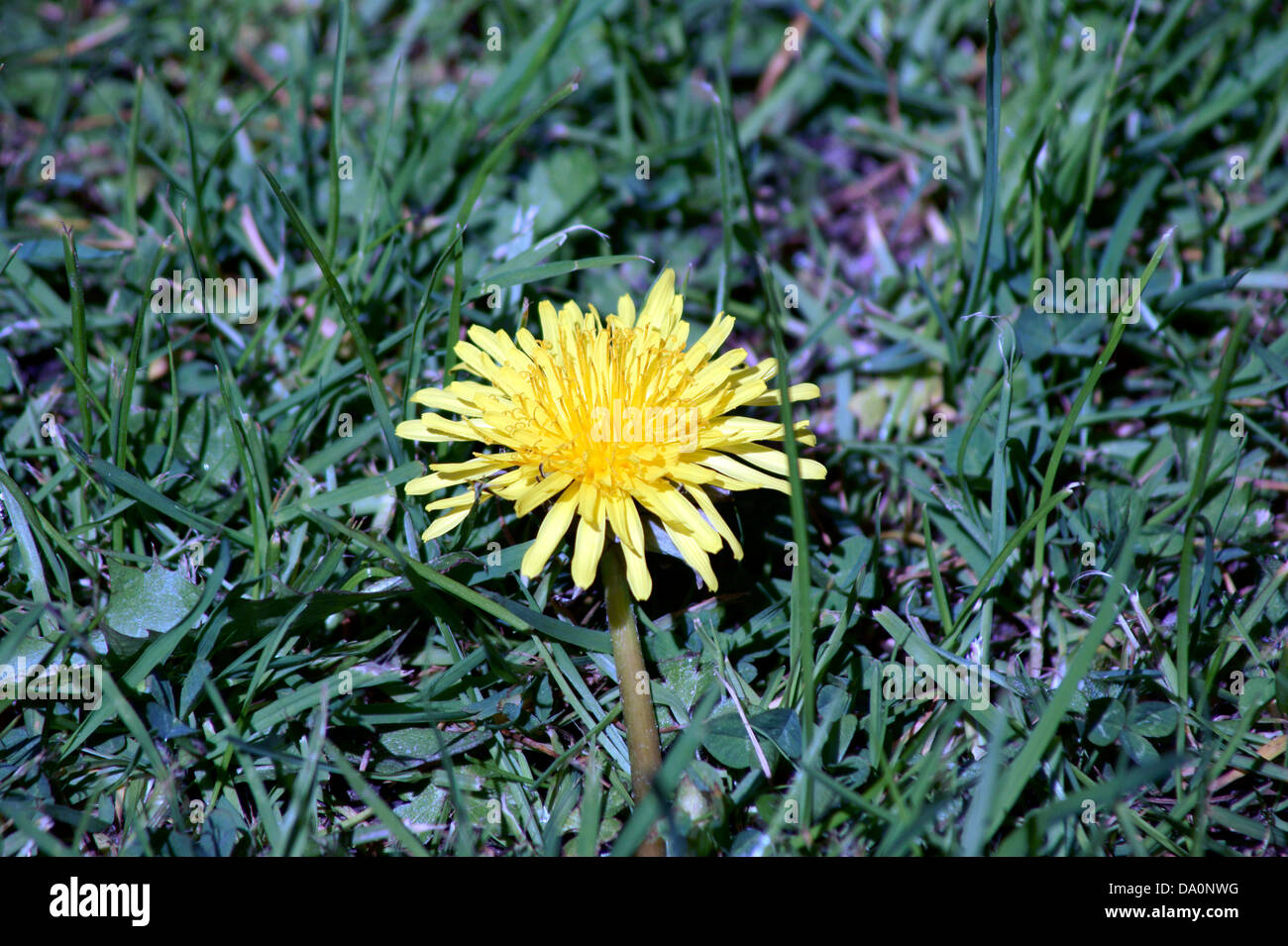 Dried dandelion leaves hi-res stock photography and images - Alamy