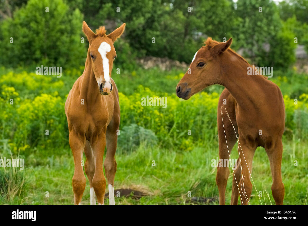 Foal standing hi-res stock photography and images - Alamy