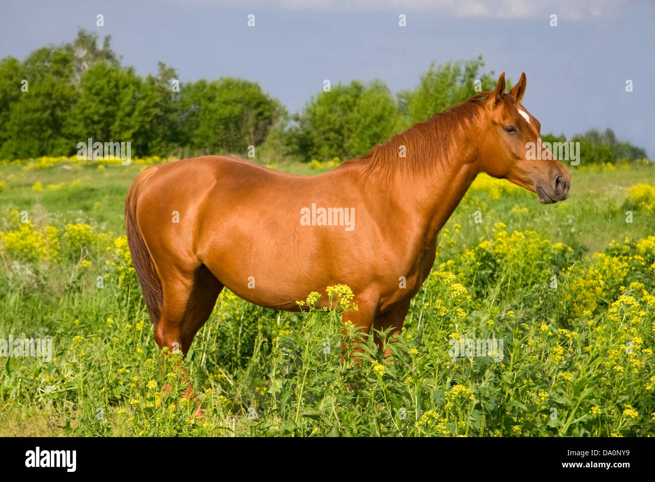 A portrait of red horse on green field at day Stock Photo - Alamy