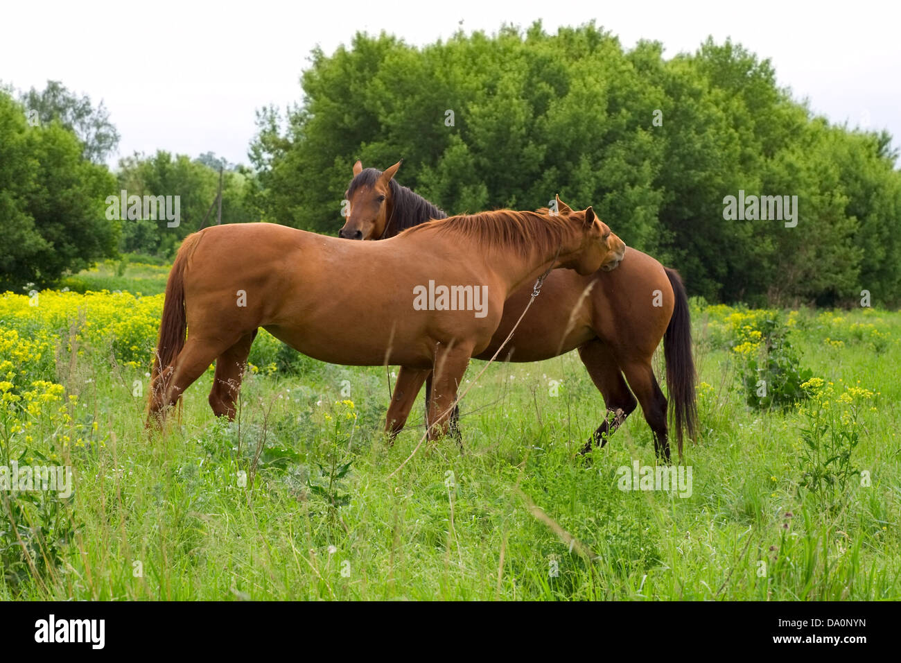 A portrait of two red horses on green field at day Stock Photo - Alamy