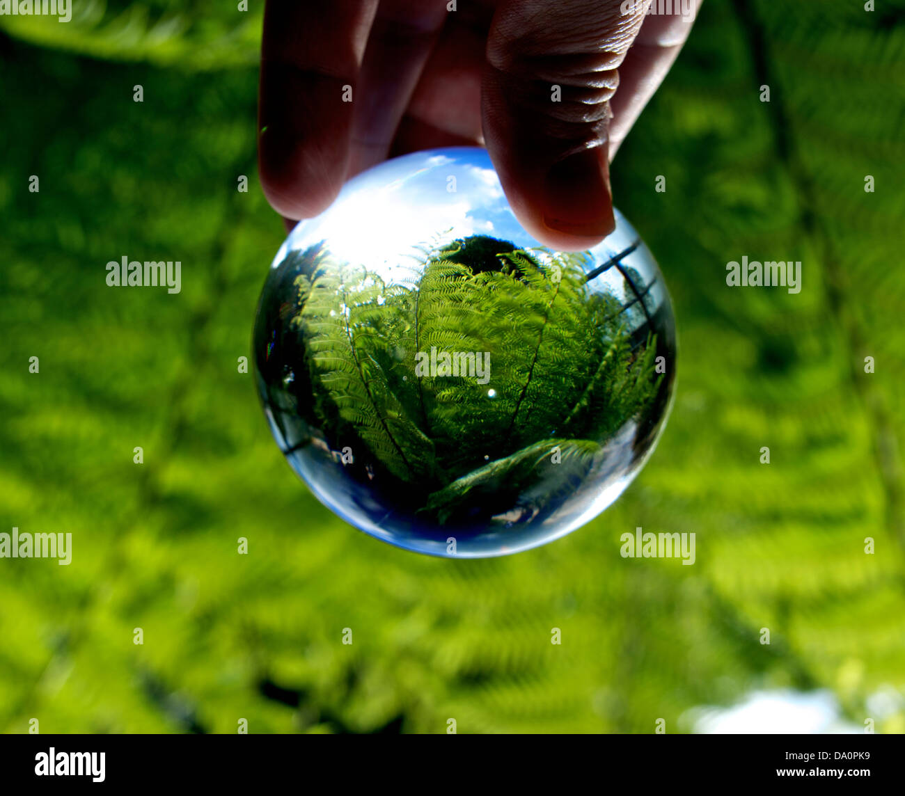 ferns in space Stock Photo - Alamy