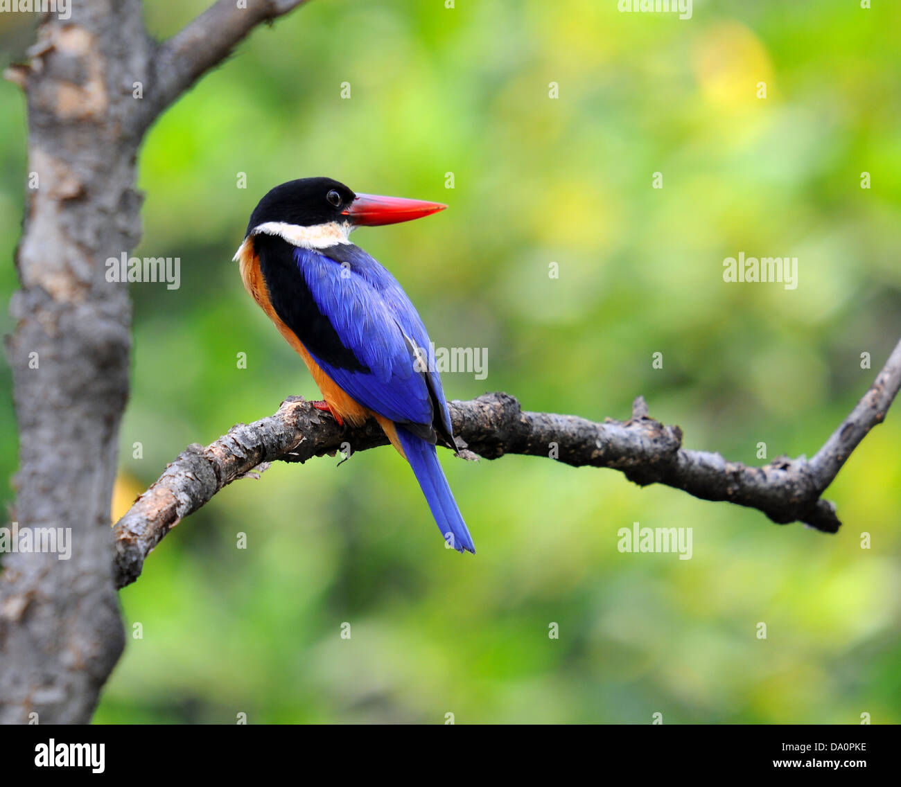 Common bobtail hi-res stock photography and images - Alamy