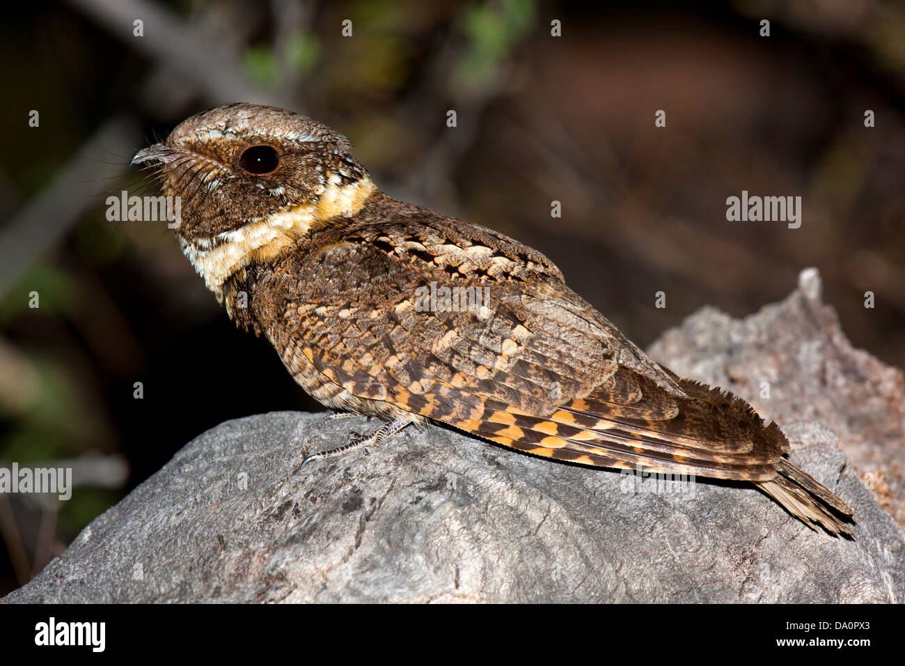 Nightjar feathers hi-res stock photography and images - Alamy