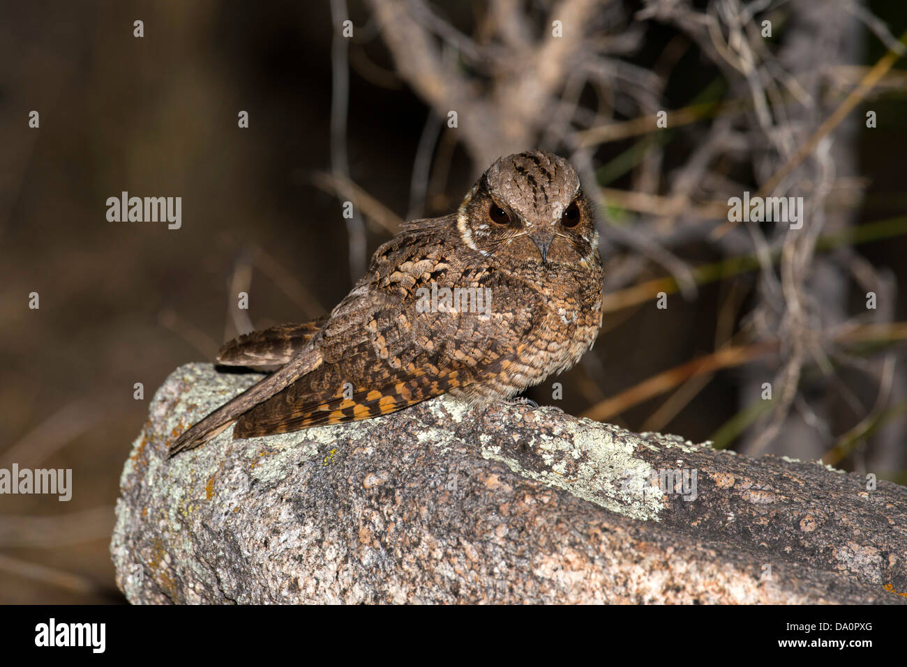 Buff collared nightjar antrostomus ridgwayi santa hi-res stock photography and images - Alamy