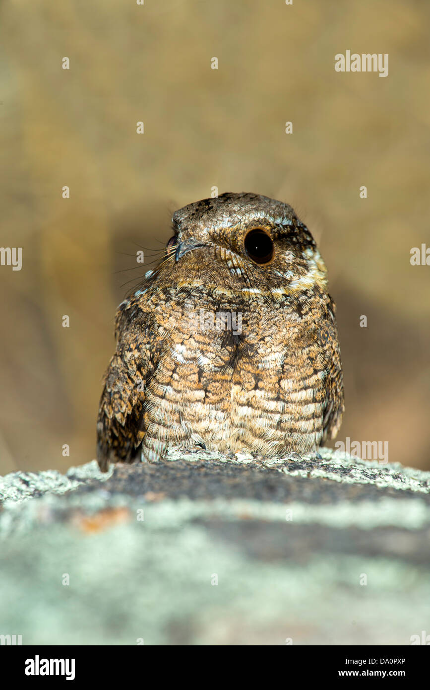 Buff collared nightjar antrostomus ridgwayi santa hi-res stock ...