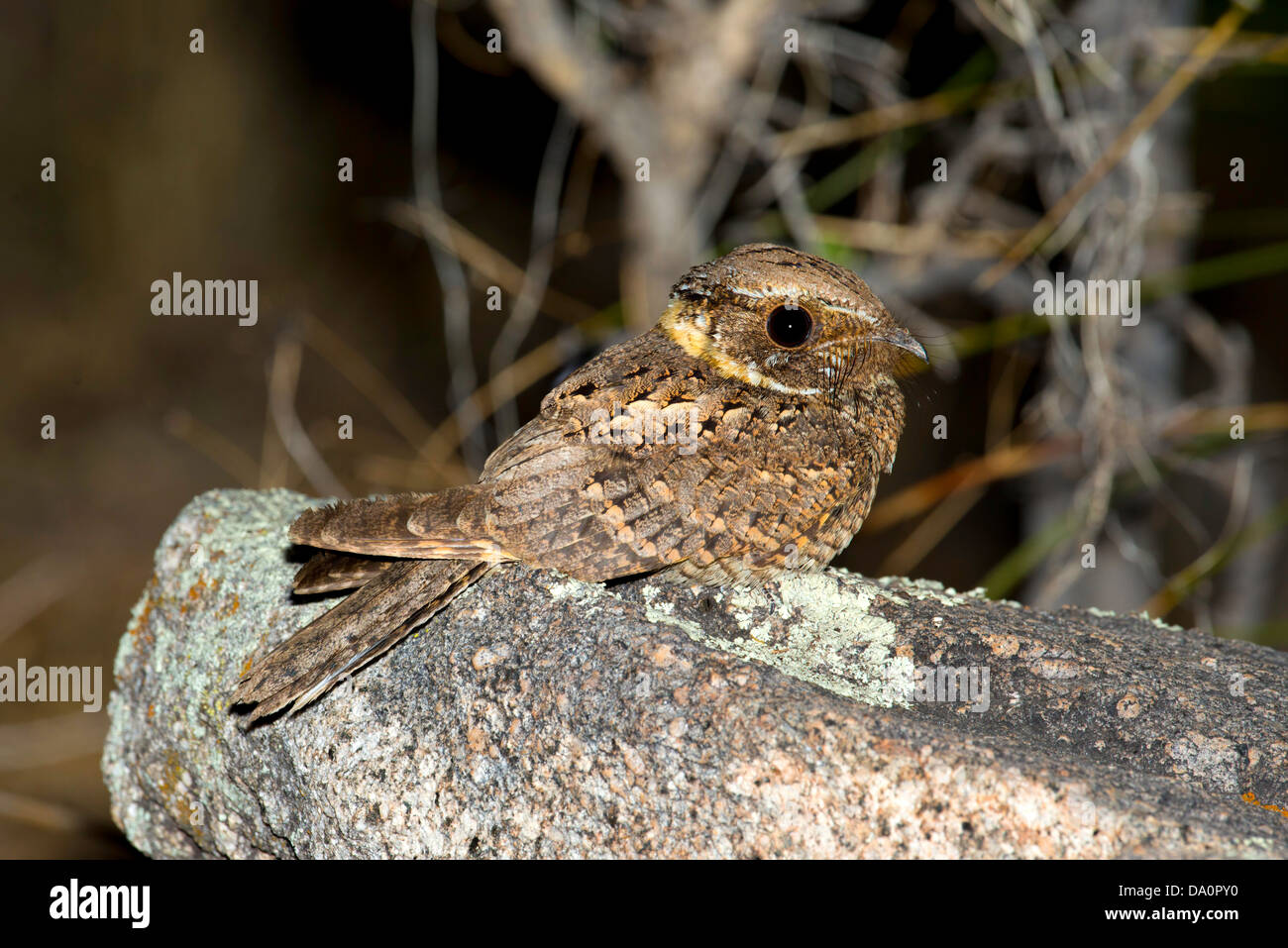 Buff collared nightjar antrostomus ridgwayi santa hi-res stock ...