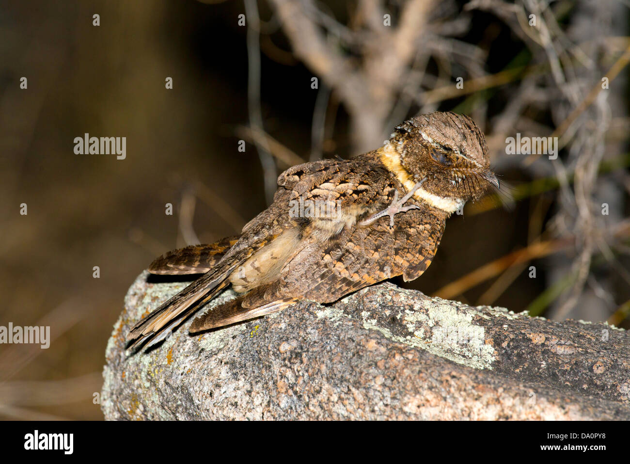 Buff collared nightjar antrostomus ridgwayi santa hi-res stock photography and images - Alamy
