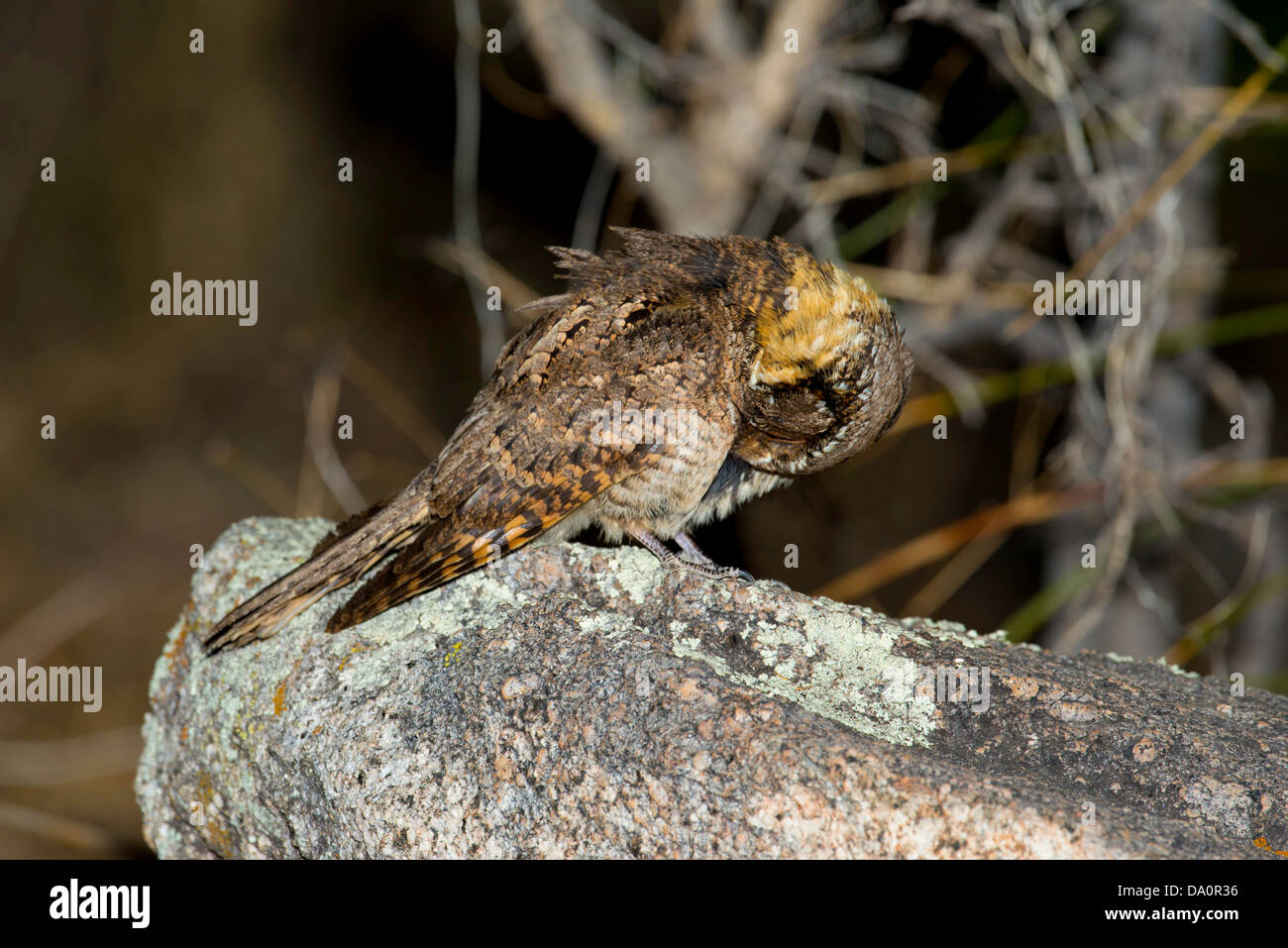 Buff-collared Nightjar Antrostomus ridgwayi Santa Rita Mountains ...