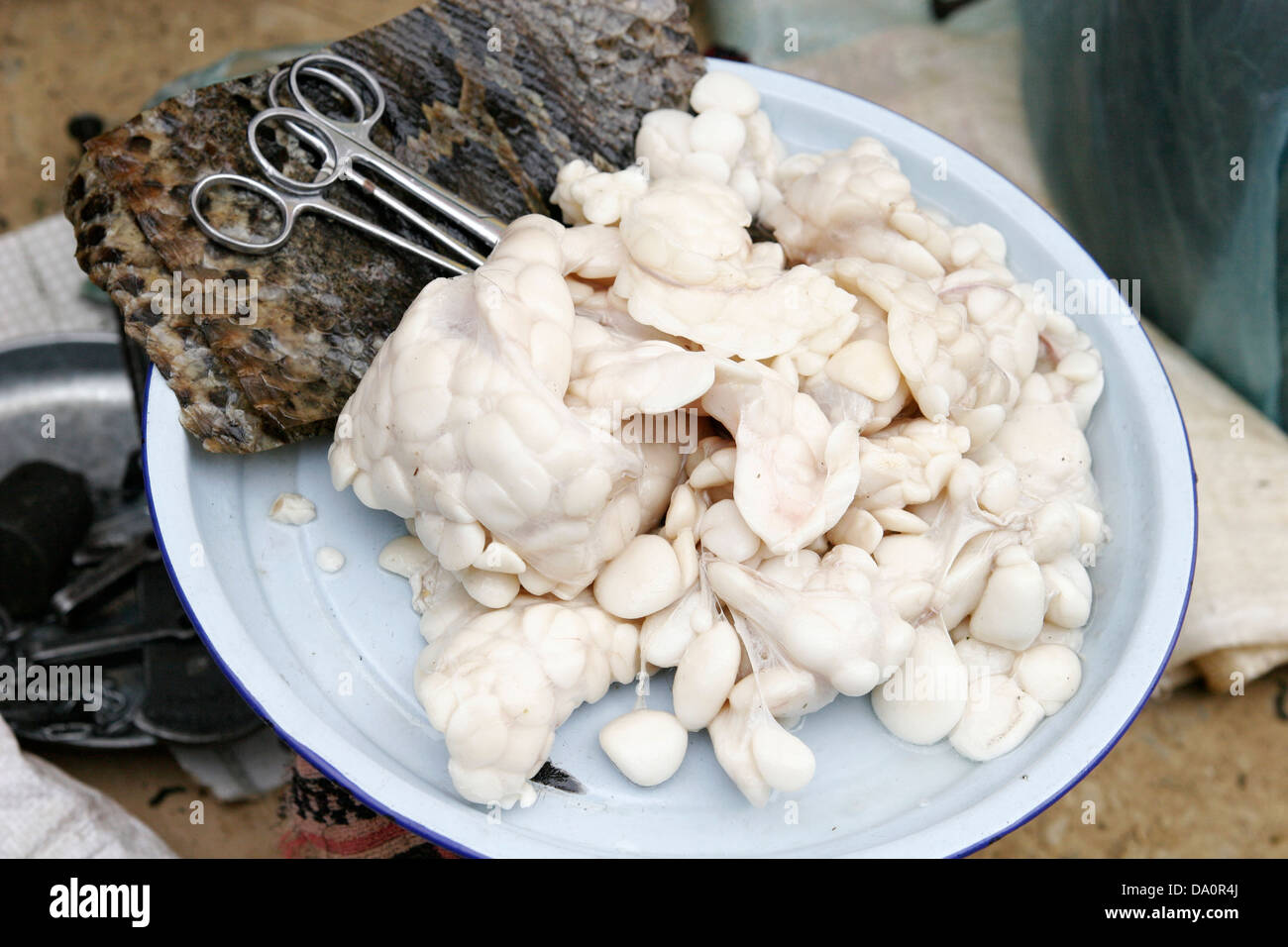 China snake food hi-res stock photography and images - Alamy