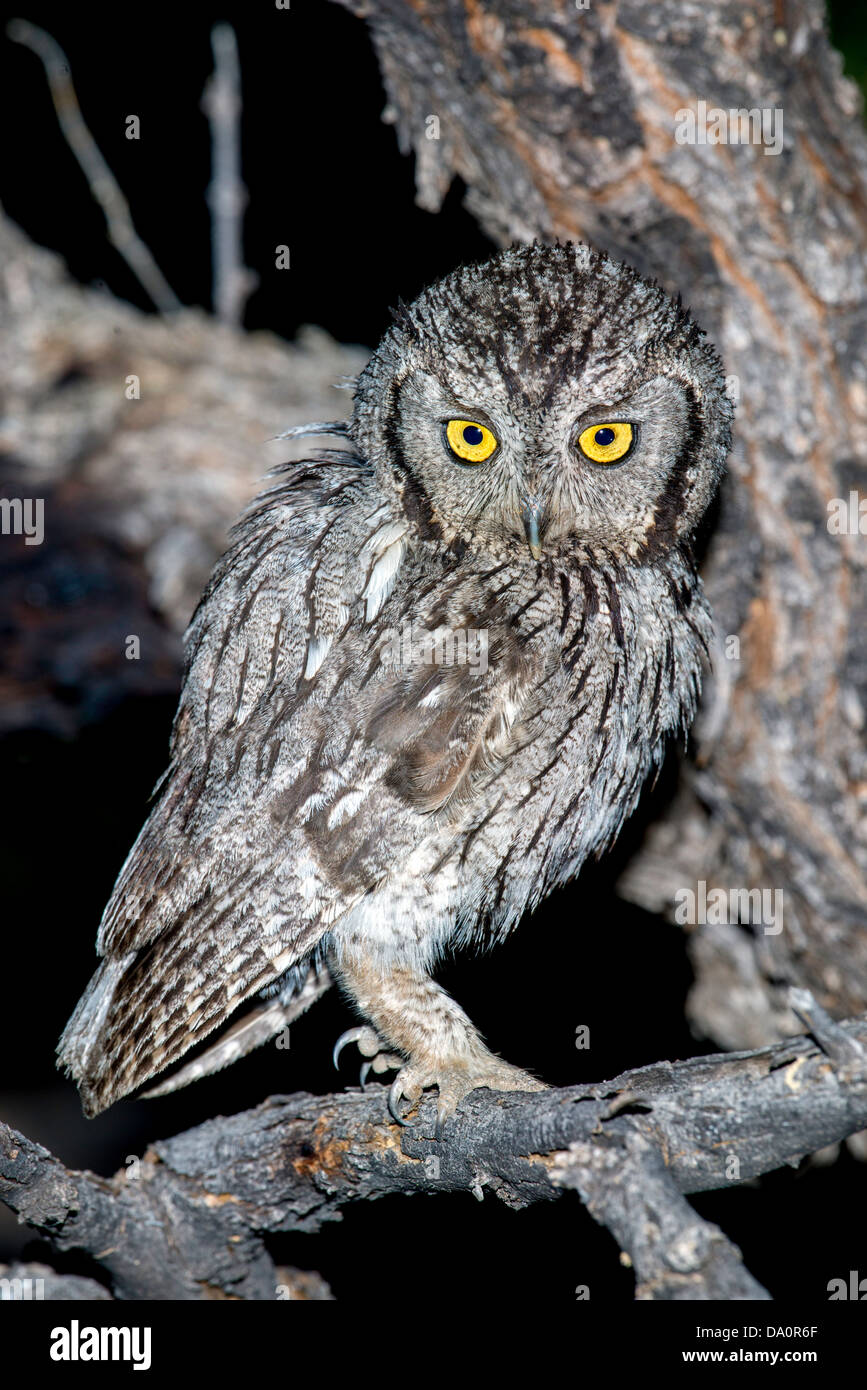 Western Screech-Owl Megascops kennikottii Santa Rita Mountains, Pima ...