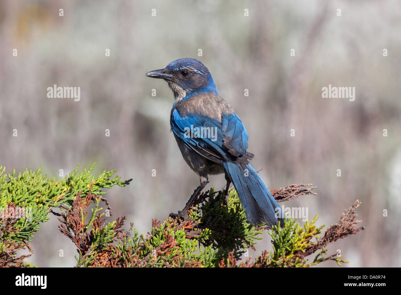 Jay county hi-res stock photography and images - Alamy