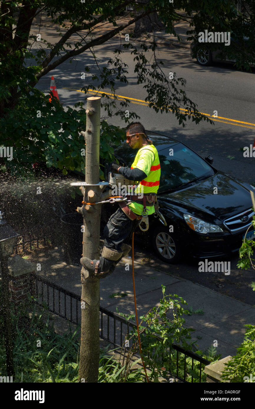 cutting down tree Stock Photo - Alamy