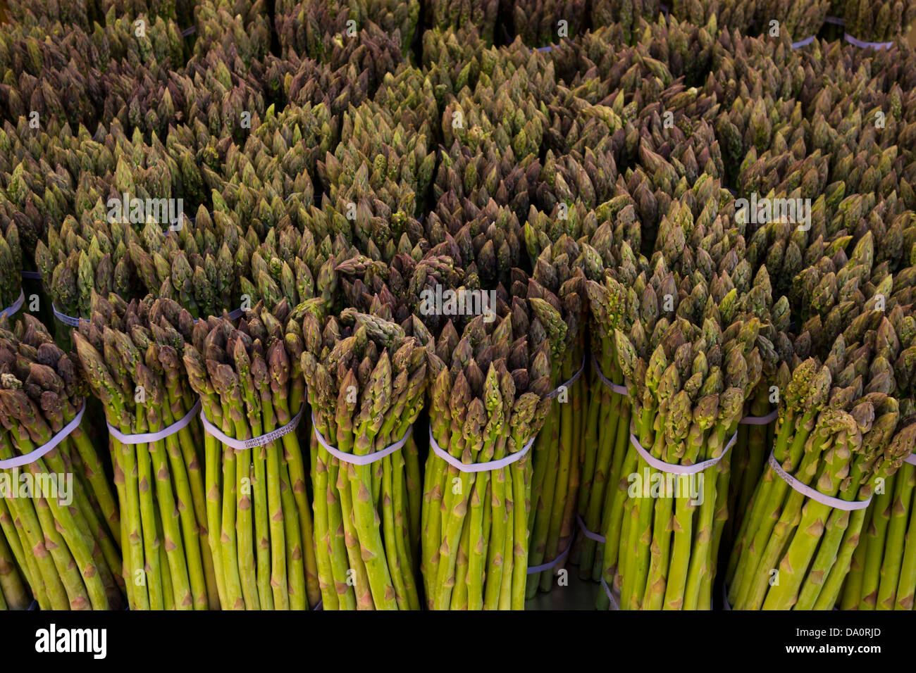 Thin stalks hi-res stock photography and images - Alamy
