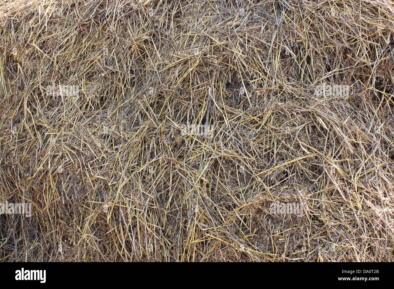 image of grey background of a lot of hay Stock Photo - Alamy