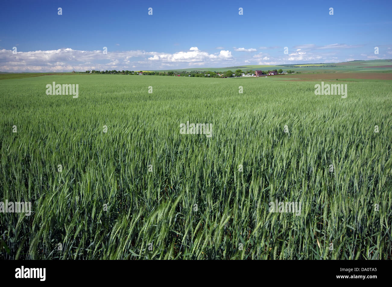 Green wheat field beautiful hi-res stock photography and images - Alamy