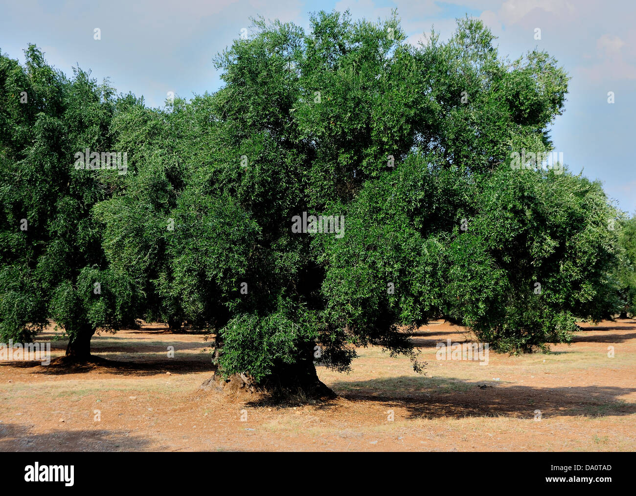 olive grove - Apulia - Italy Stock Photo - Alamy