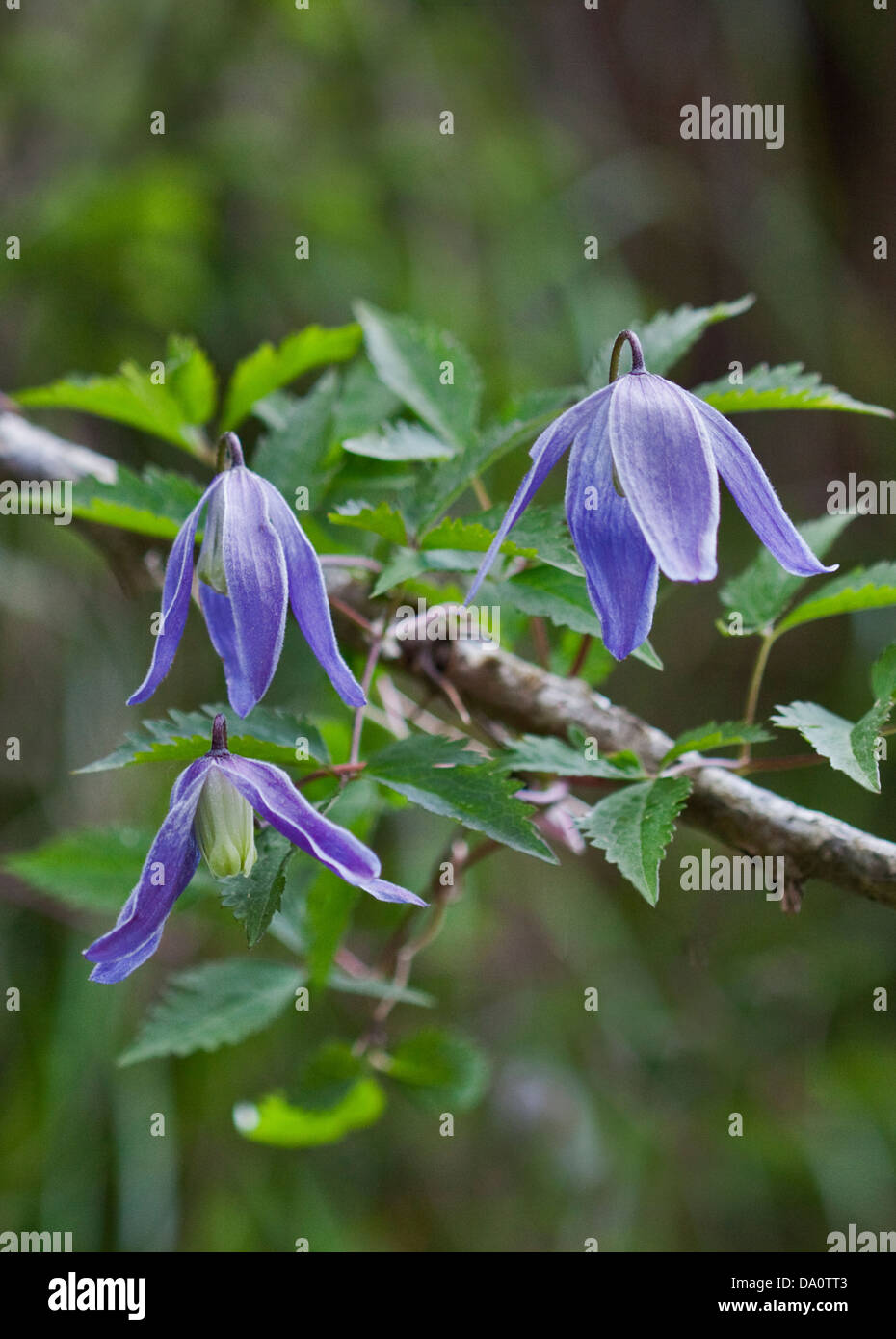 Wild Alpine Clematis (clematis alpina), Alps, Italy Stock Photo - Alamy