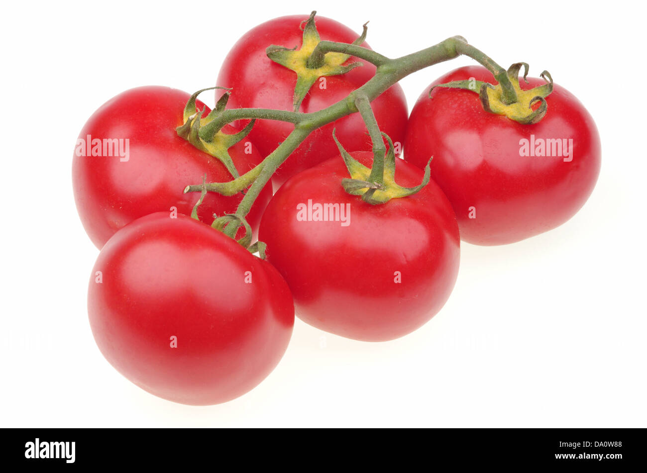 Ripe red tomato vine on a white background Stock Photo - Alamy