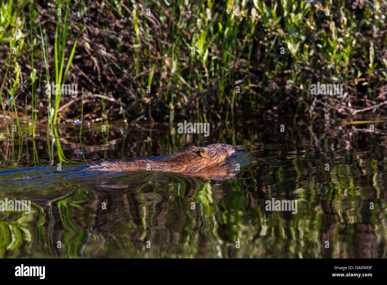 Common muskrat hi-res stock photography and images - Alamy