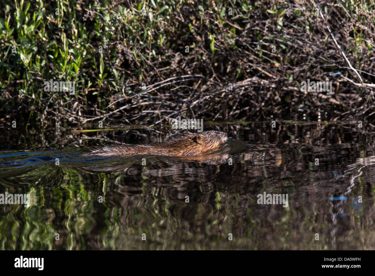 North american rodent hi-res stock photography and images - Alamy