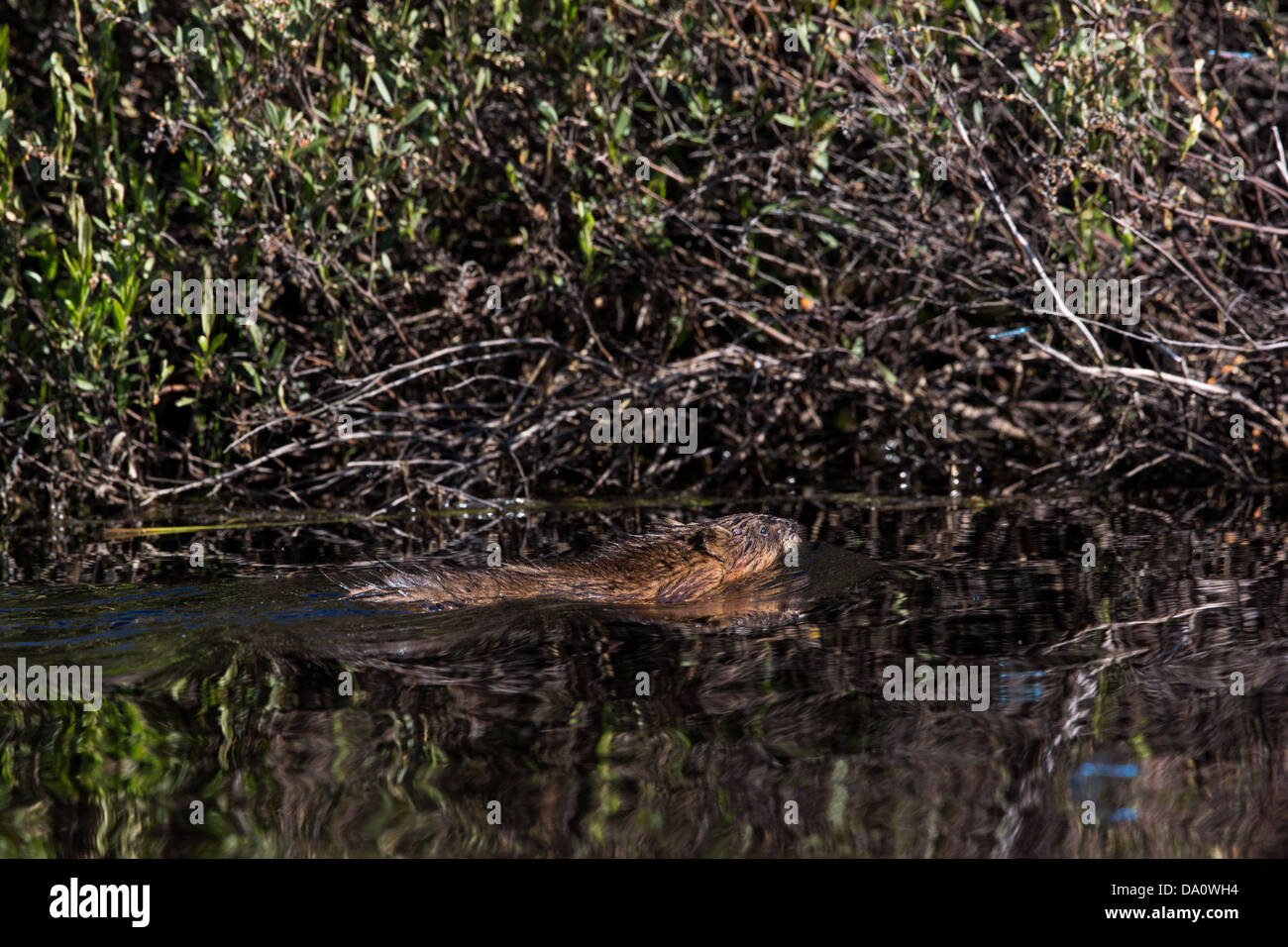 Common muskrat hi-res stock photography and images - Alamy
