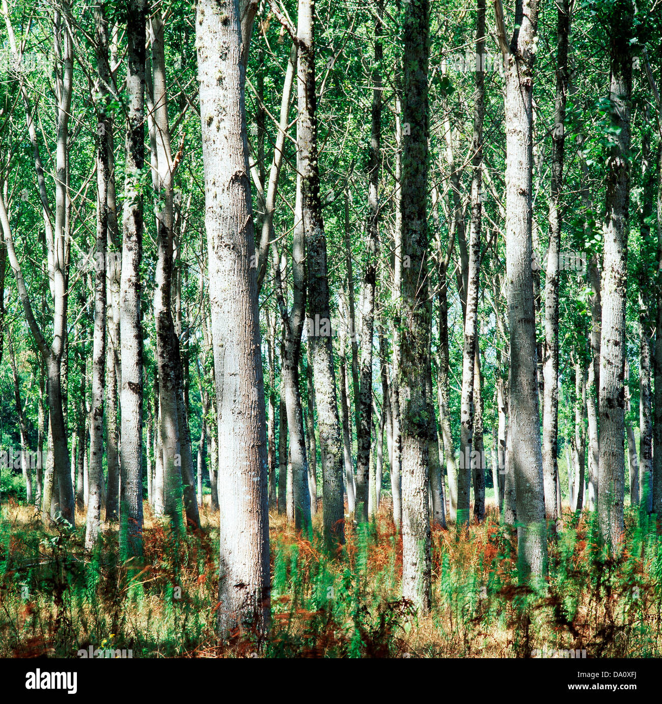 Poplar trees Landes France Stock Photo - Alamy