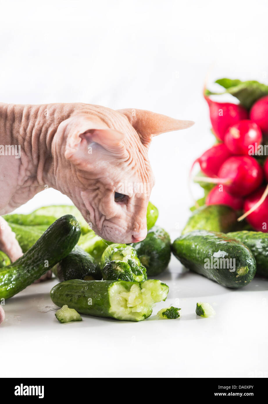 the cat sphinx eating fresh cucumber Stock Photo - Alamy