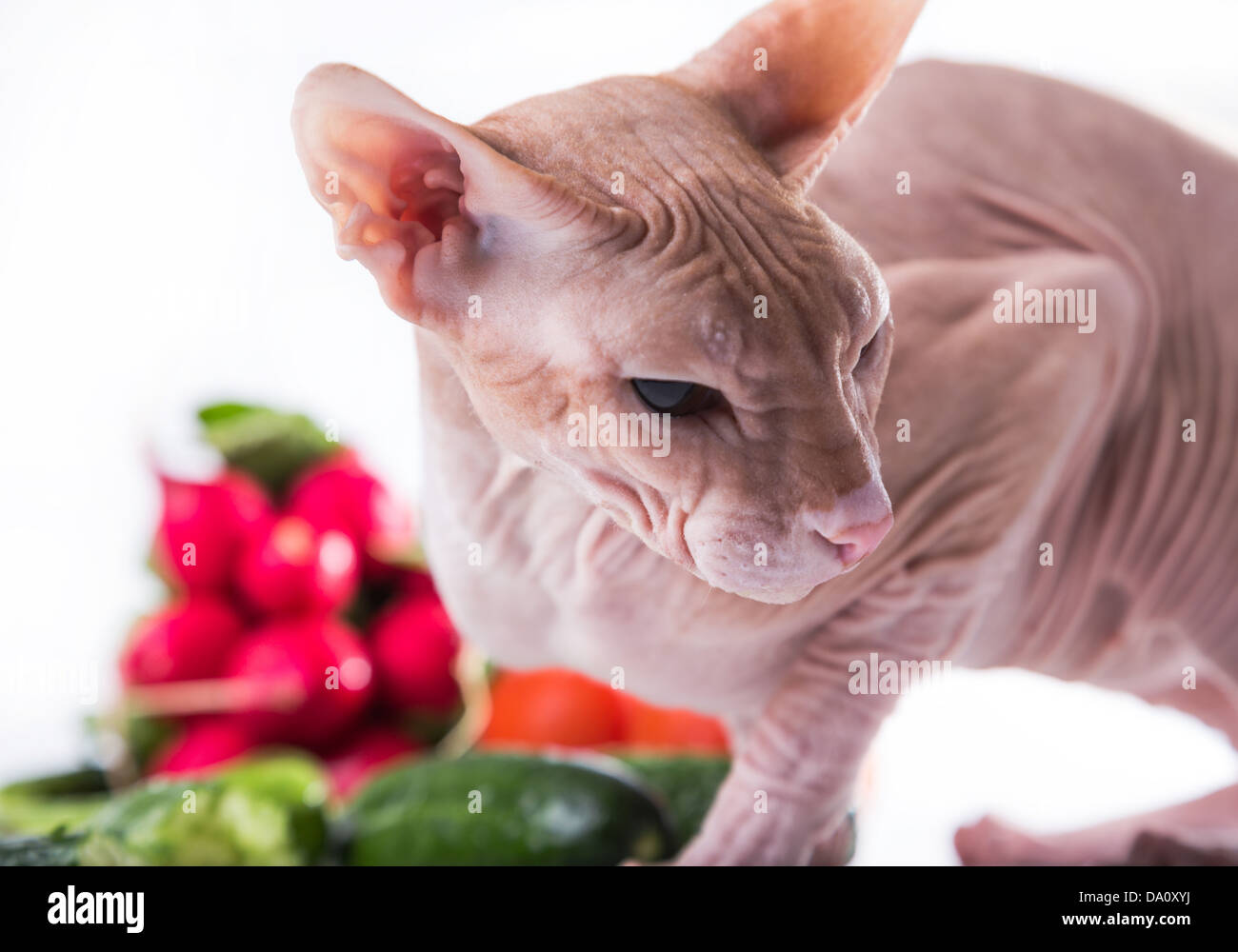 the cat sphinx eating fresh cucumber Stock Photo - Alamy