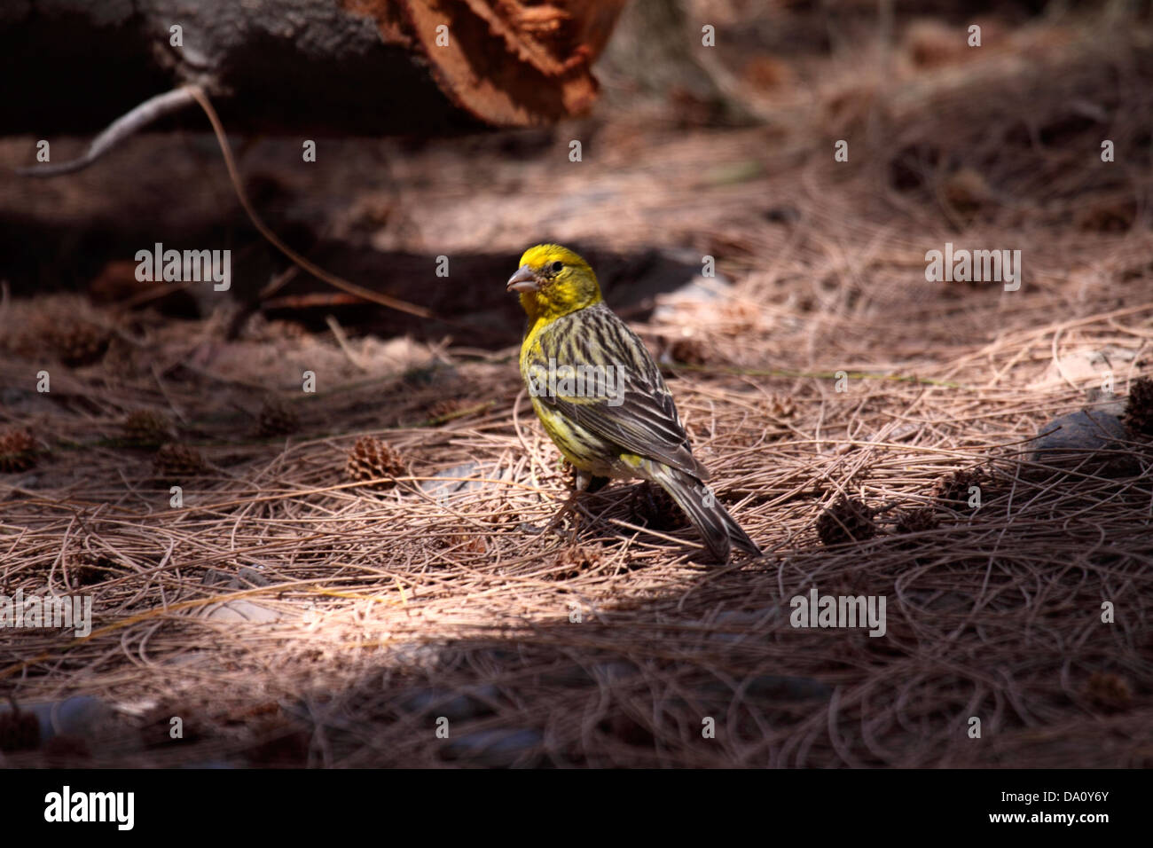 Atlantic canary male in Gran Canaria Stock Photo - Alamy