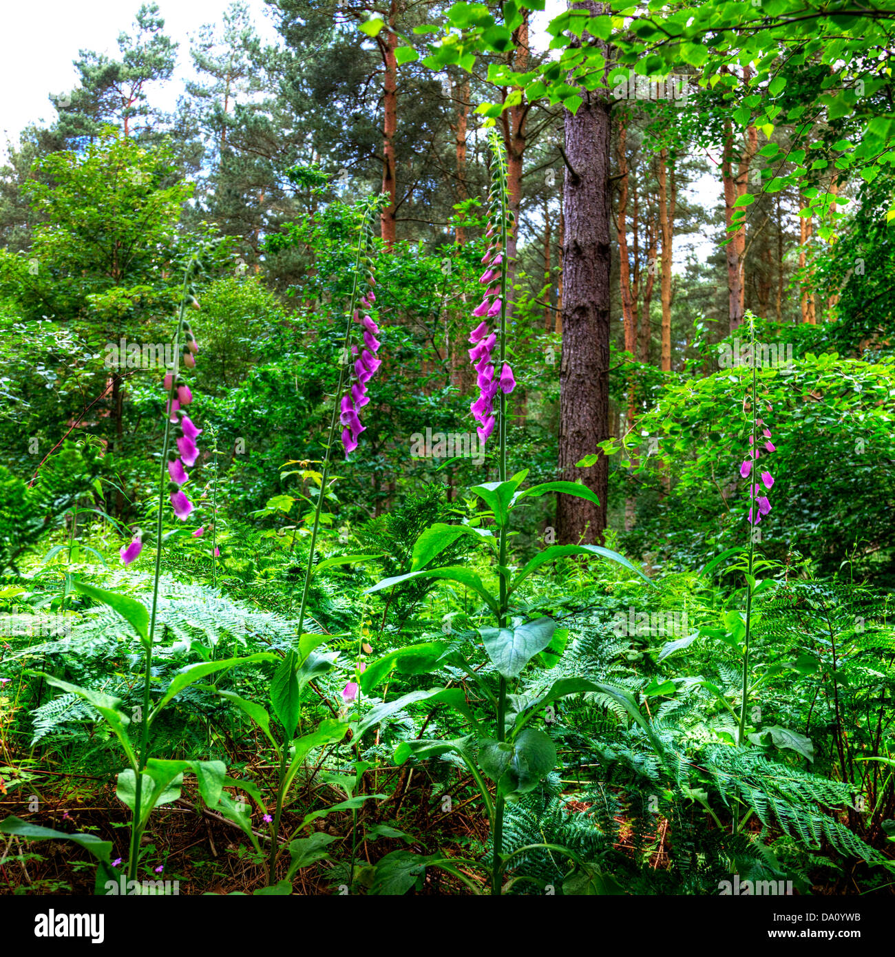 Digitalis purpurea (Common Foxglove) plant flower pink summer ...