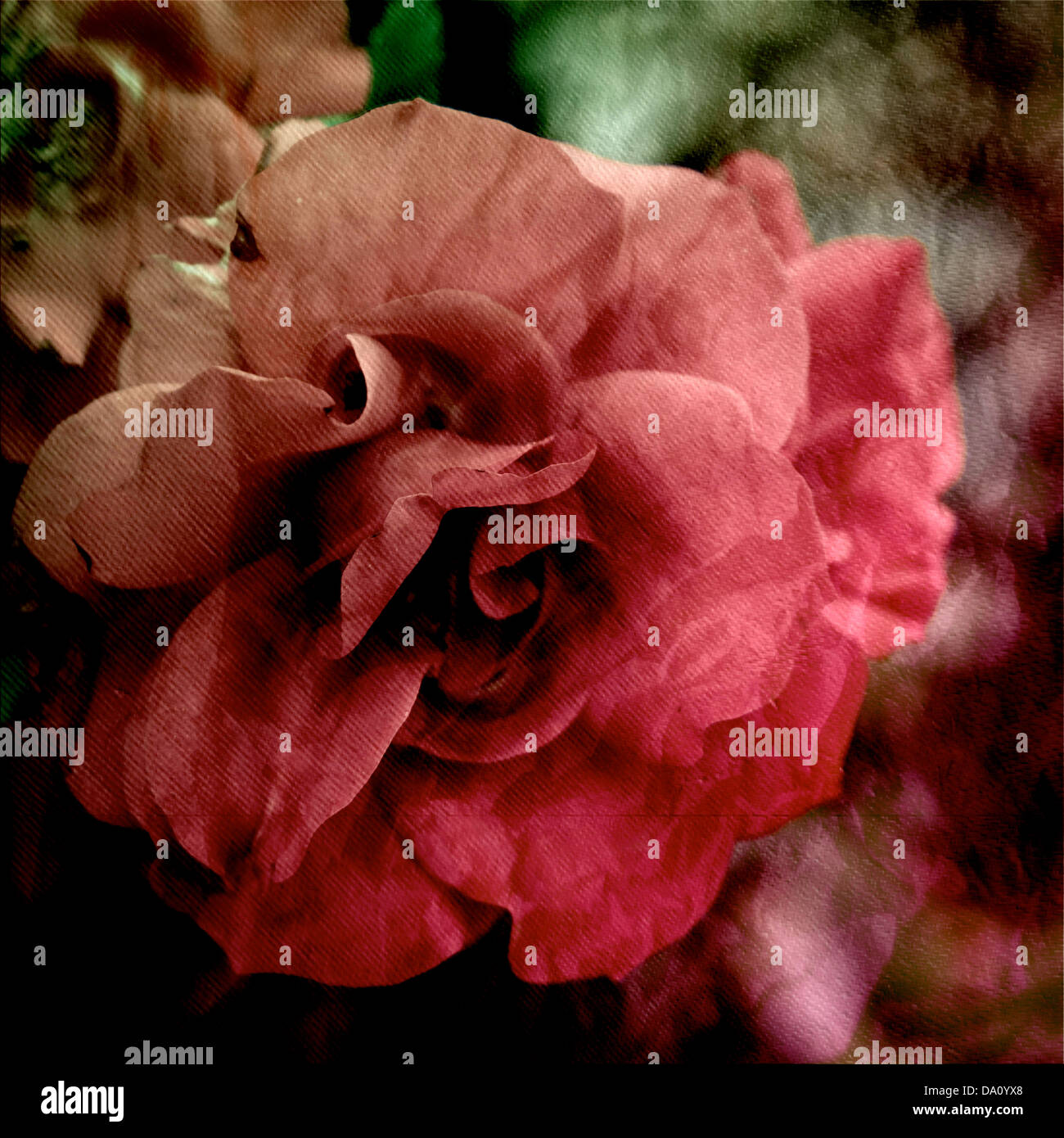 background with rose Stock Photo - Alamy