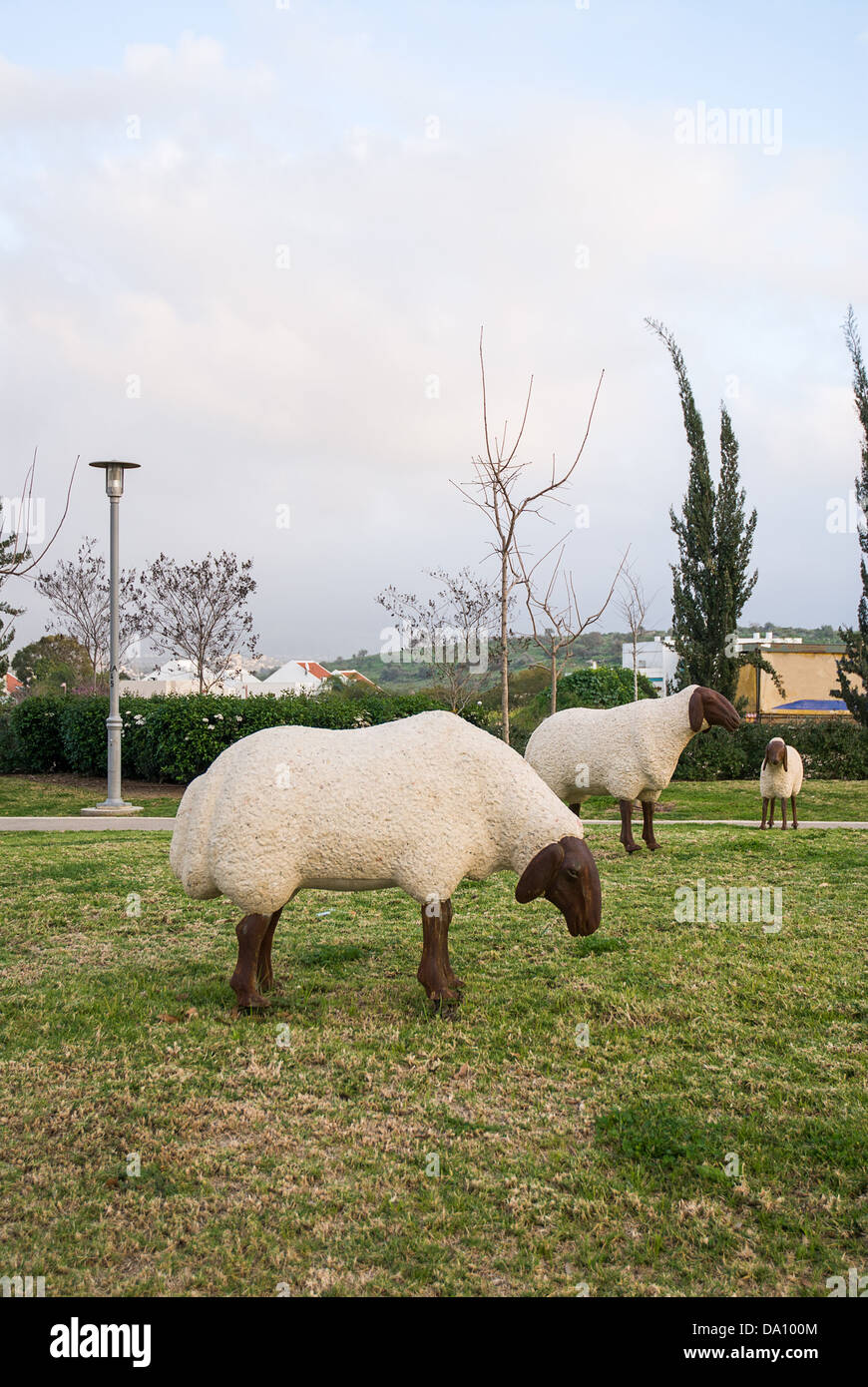 Israel sheep hi-res stock photography and images - Alamy
