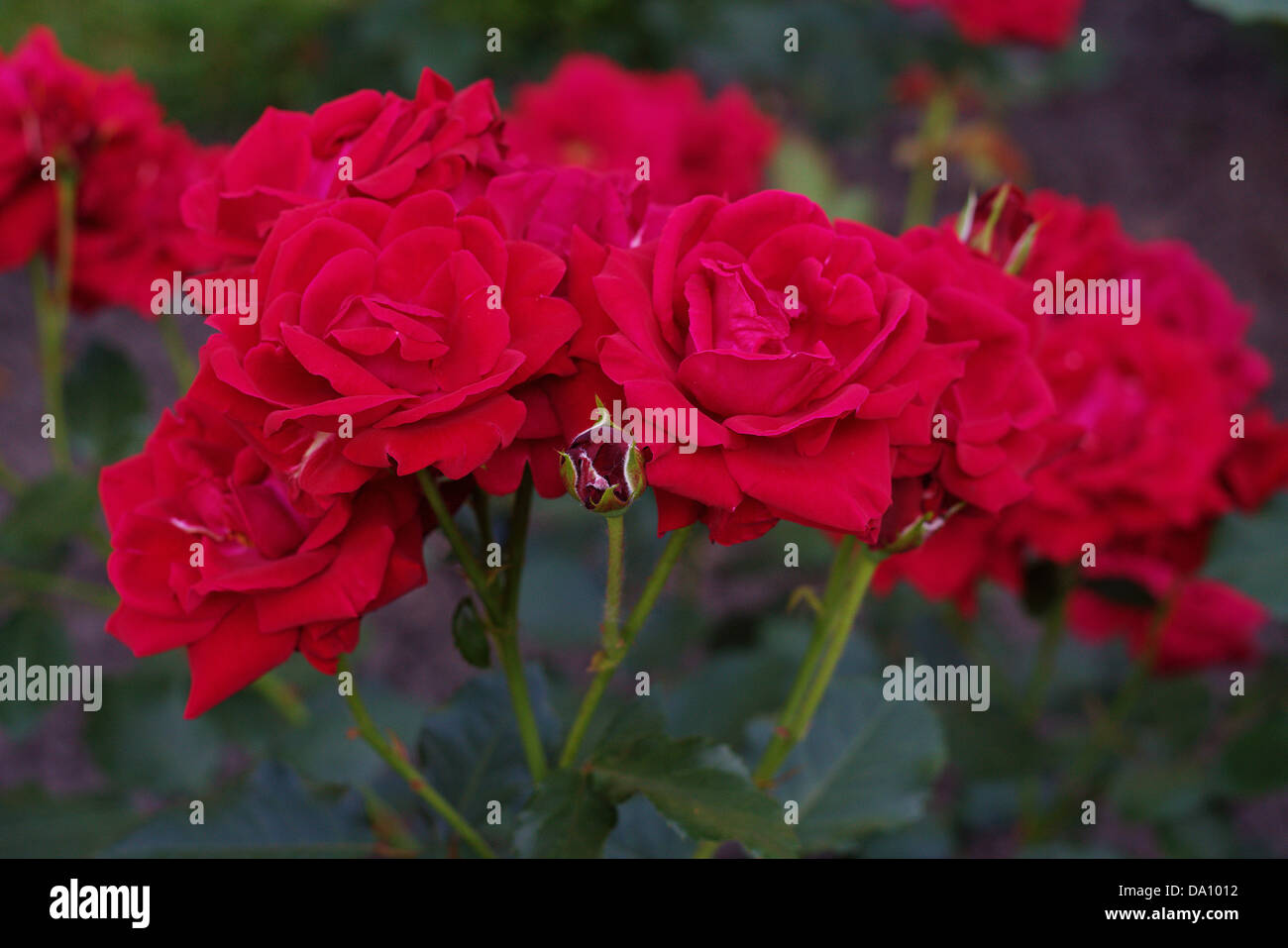 Red roses red roses red roses hi-res stock photography and images - Alamy